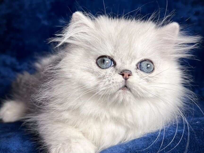 Персидская шиншилла, девочка