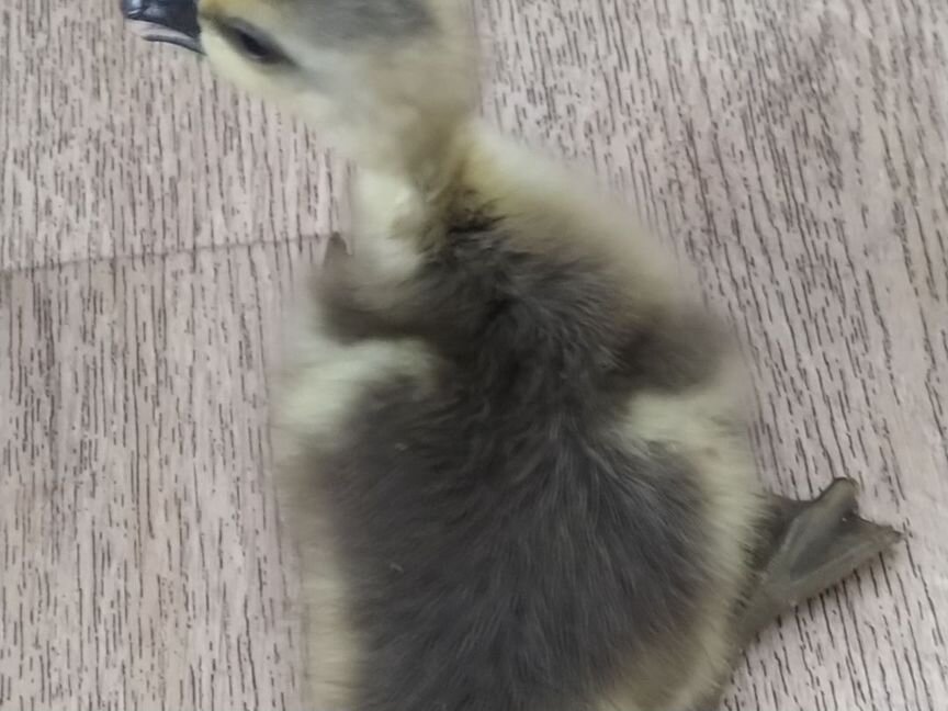 Гусята суточные