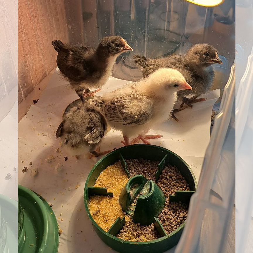 Цыплята несушки