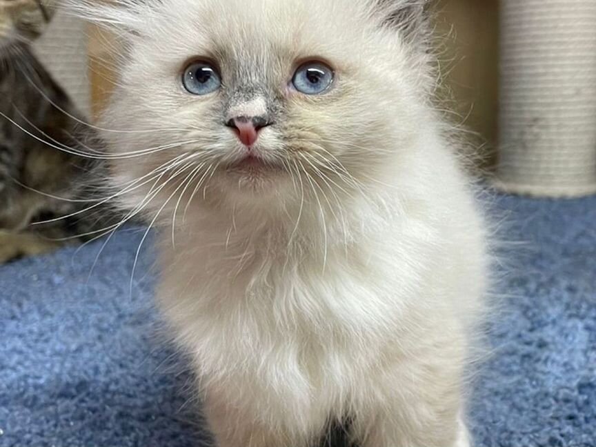 Котенок 1,5 мес. Мальчик замурчательный