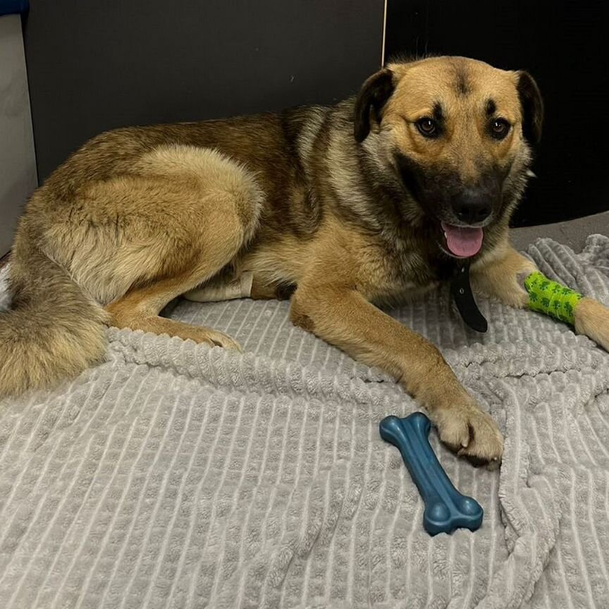 Щенок в добрые руки