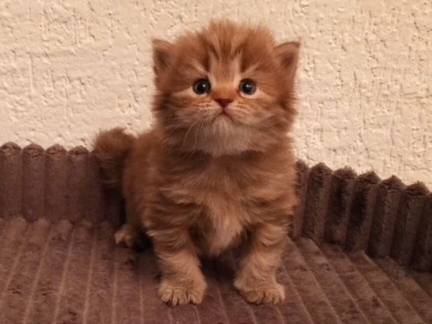 Шотландская девочка