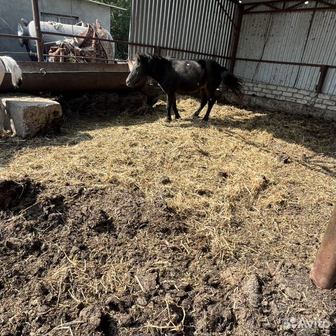 Мини лошади