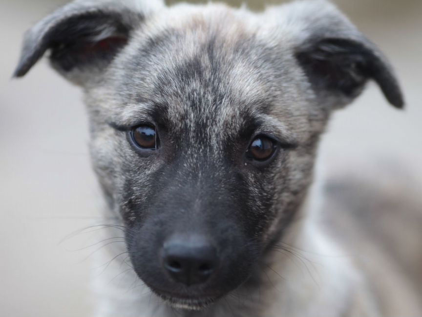 Щенок в дар