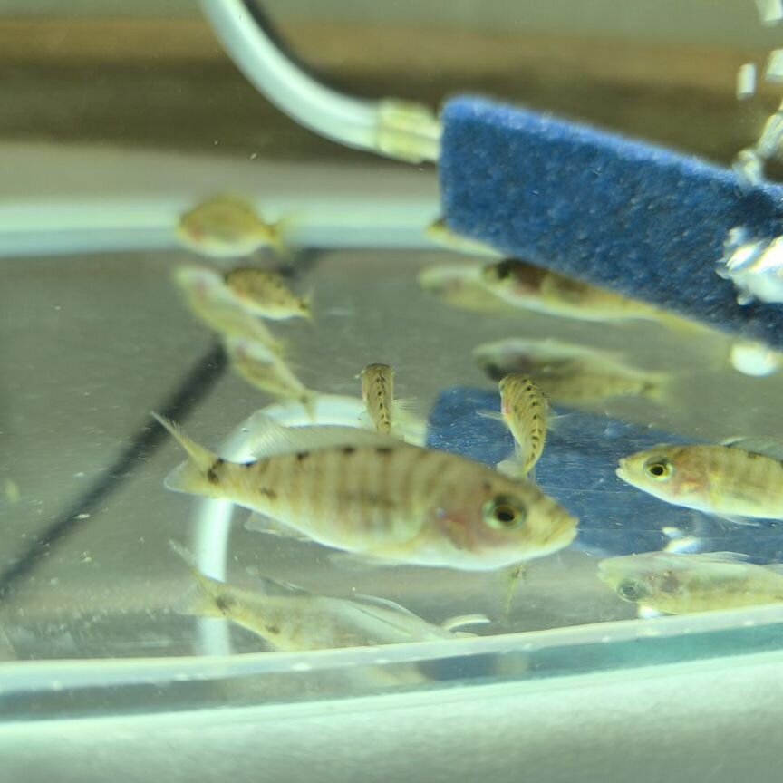 Хаплохромис васильковый