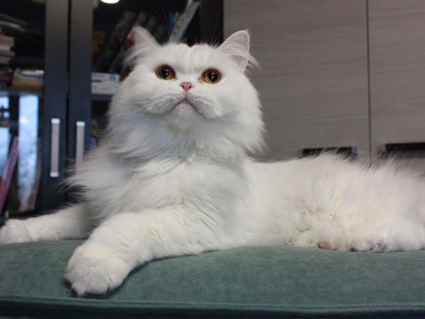 Белая шотландская кошка