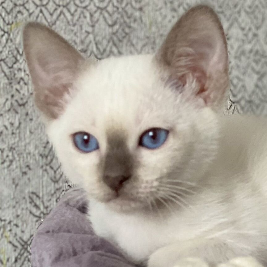 Тайские котята
