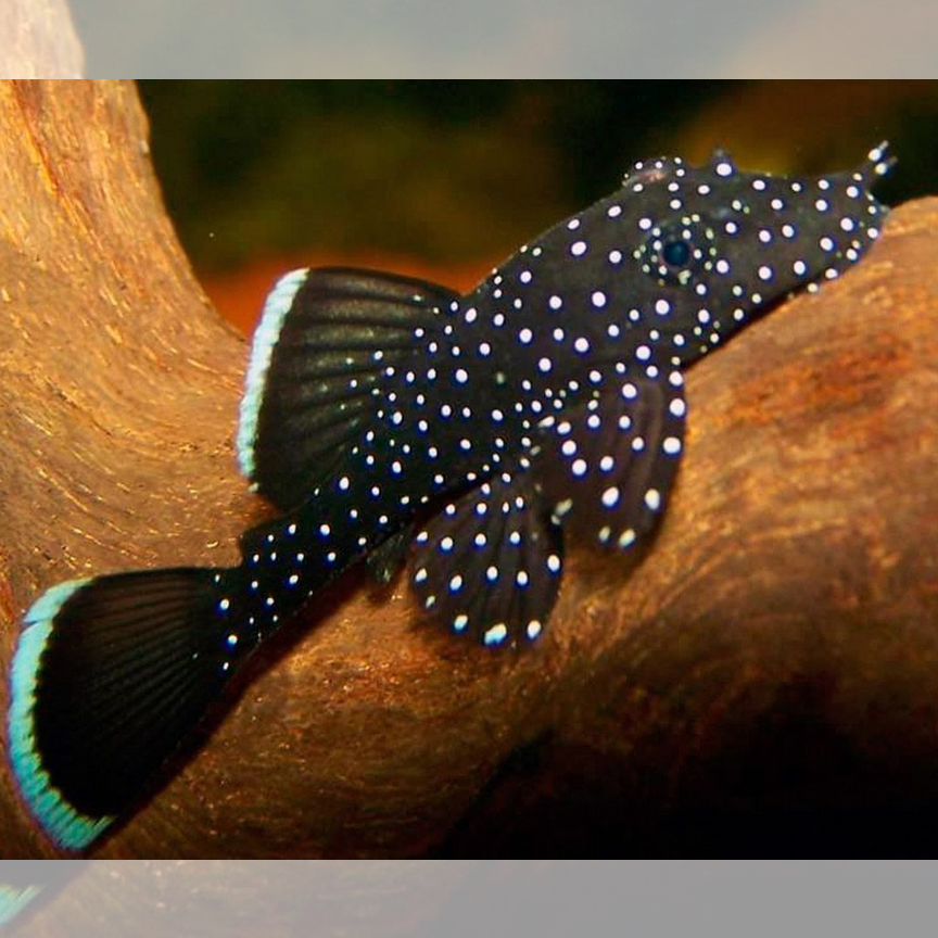 L181 анциструс звёздчатый - Ancistrus hoplogenys