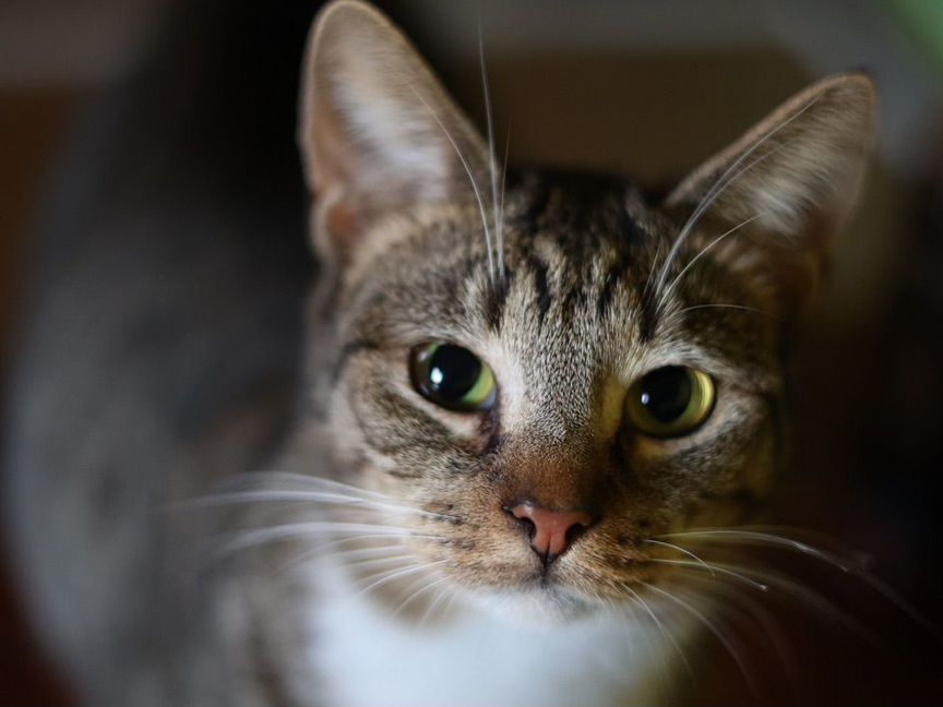 Трогательная Мелисса ищет семью