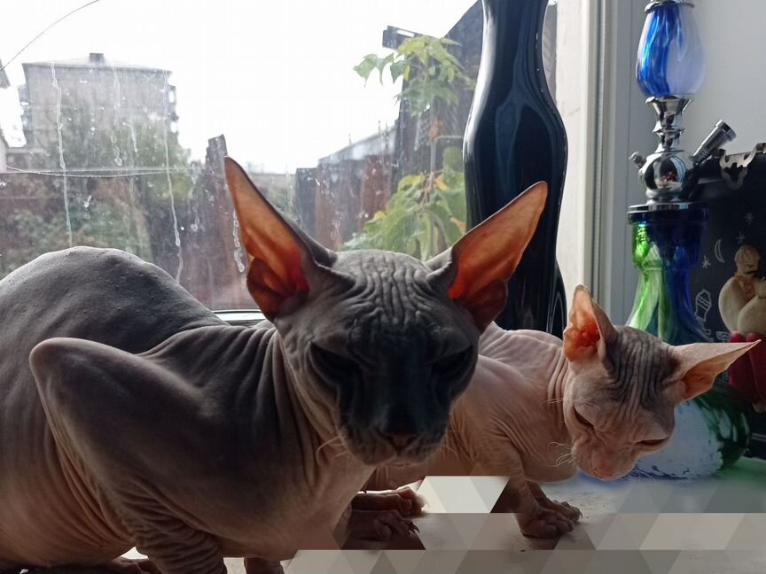Кошки донской сфинкс