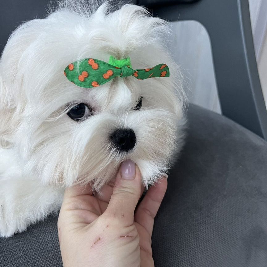 Мальтезе-мальчик -миник