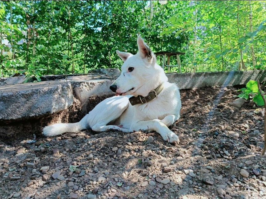 Швейцарская овчарка