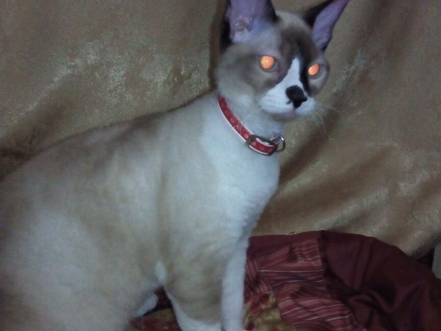 Кошки