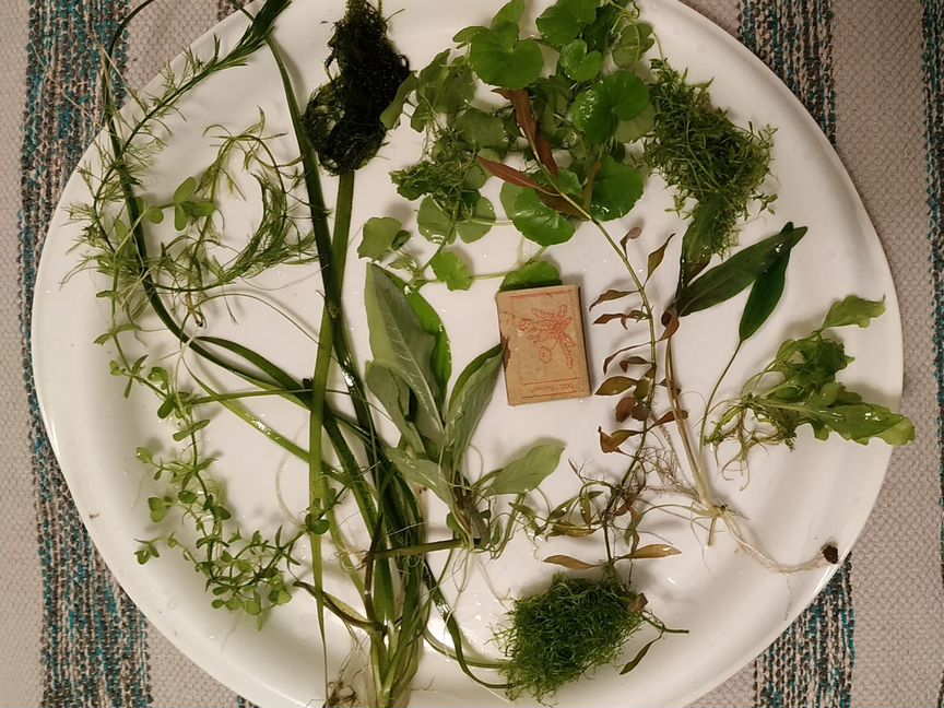 Аквариумные растения