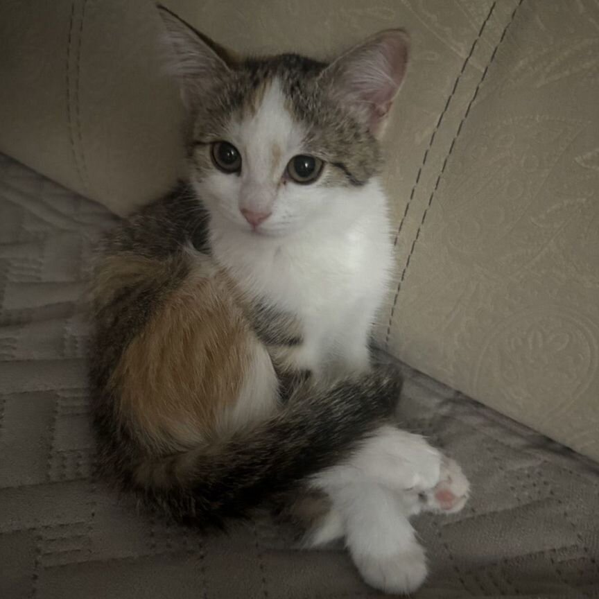 Потерялась кошечка