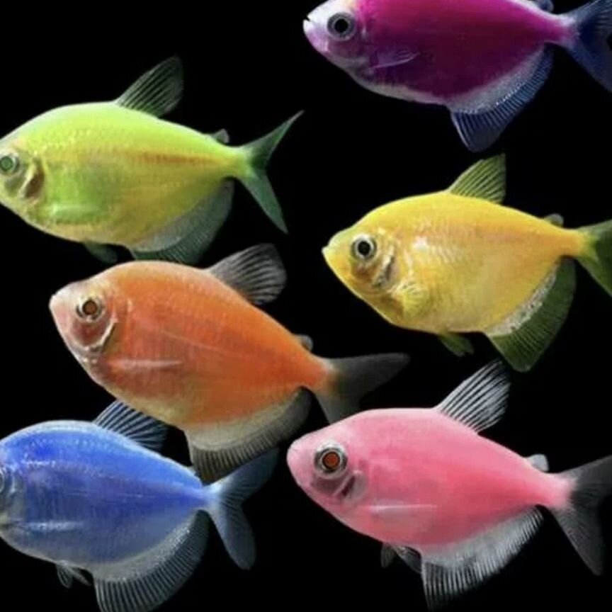 Аквариумные рыбки бесплатно