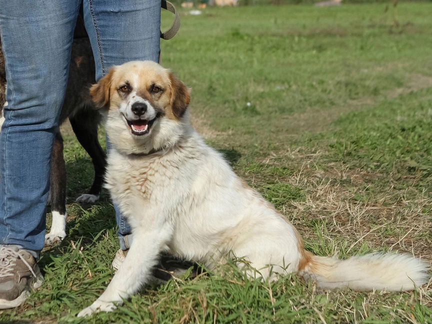 Собака в добрые руки / Антошка