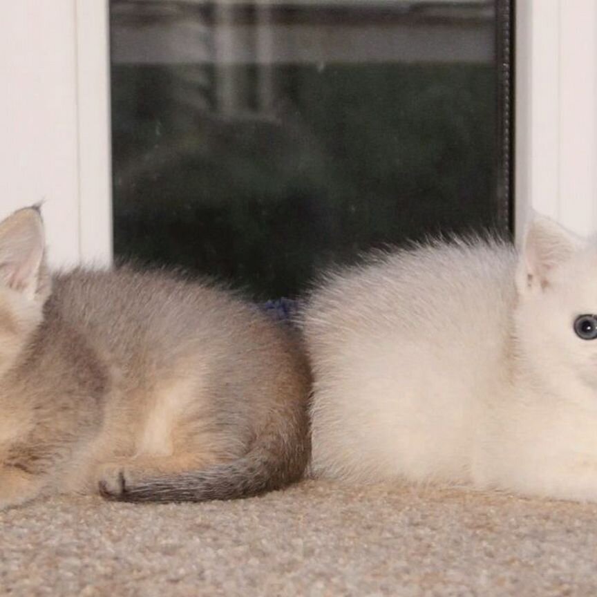 Шотландские девочки типаж беби-фейс