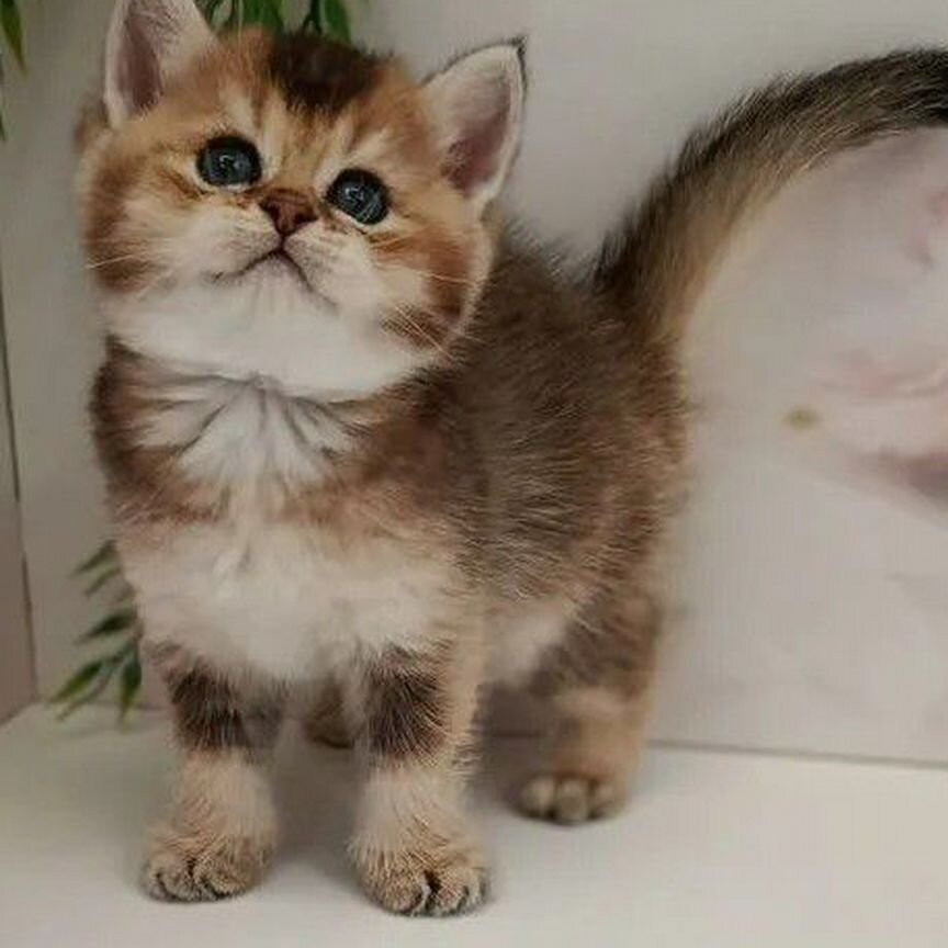 Шотландский прямоухий короткошёрстный котёнок