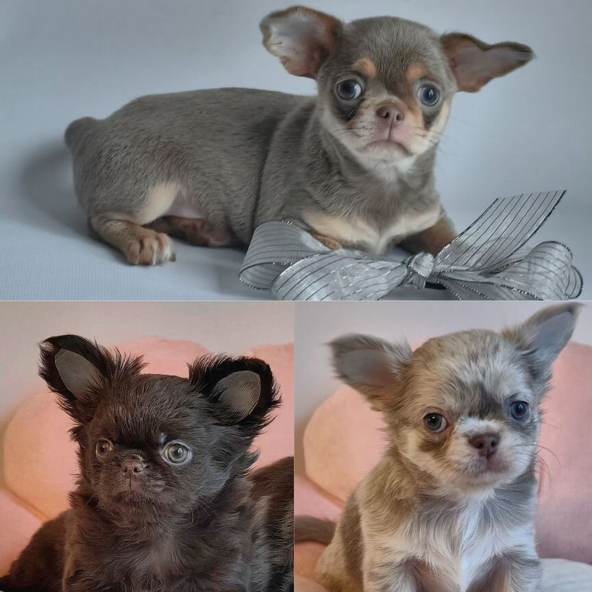 Чихуахуа, щенок