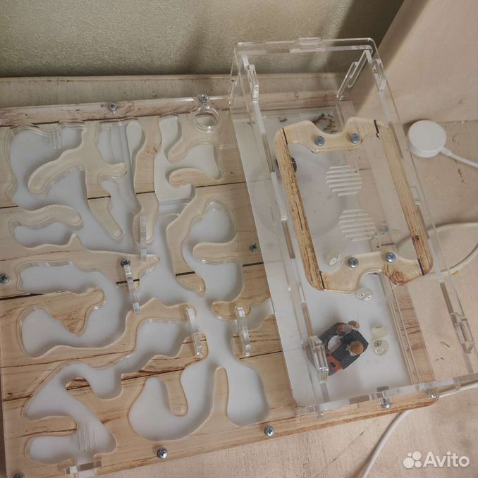 Муравьи camponotus maculatus subnudus