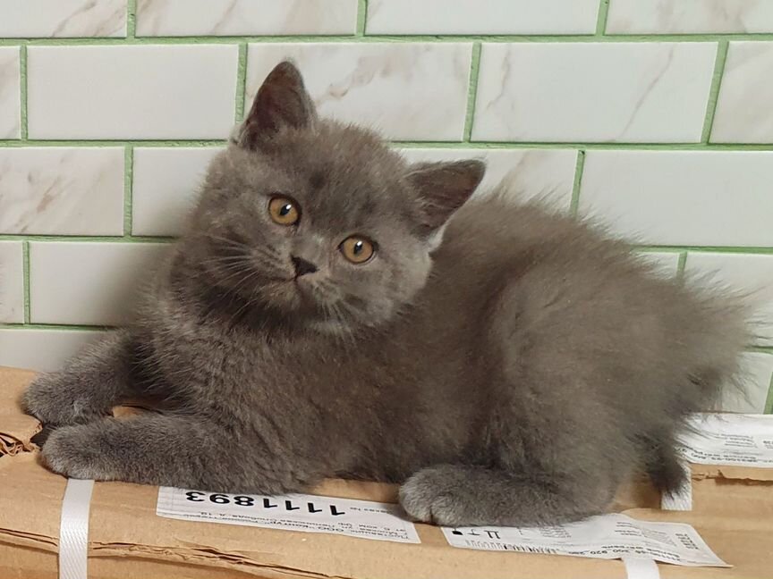 Голубые шотландские котята