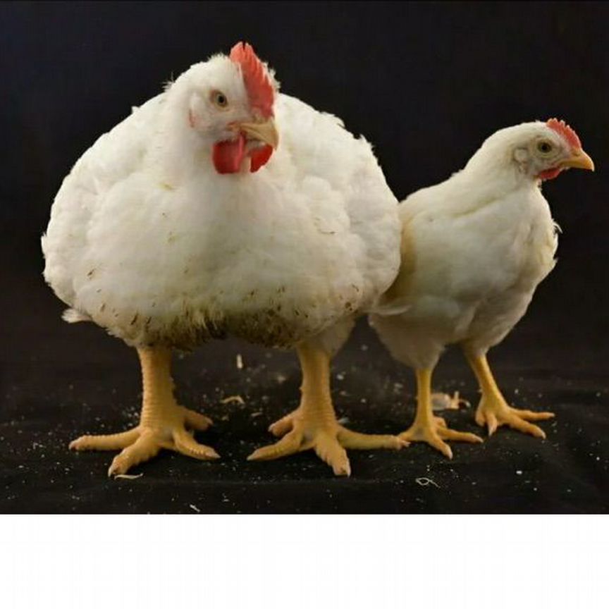 Куры бройлеры живым весом
