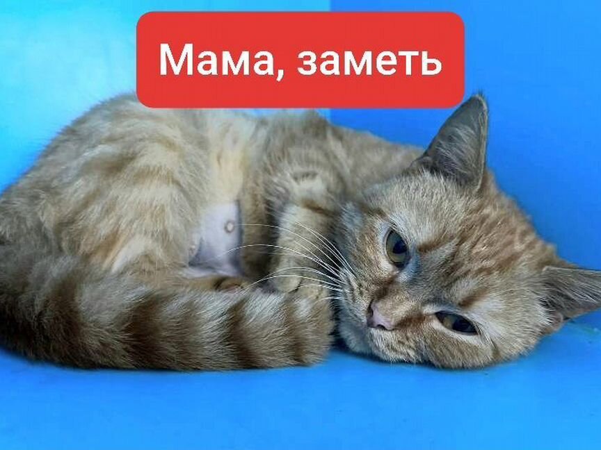 1 день на поиск дома для нежного подростка.Шанс