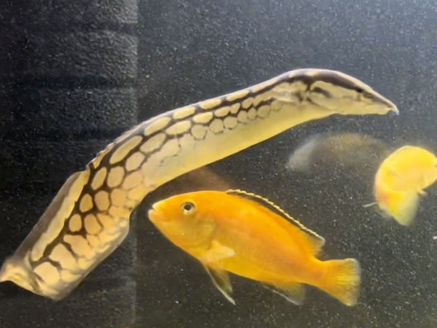 Мастоцембел