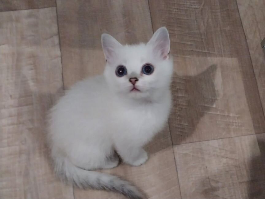 Котик британской шиншиллы