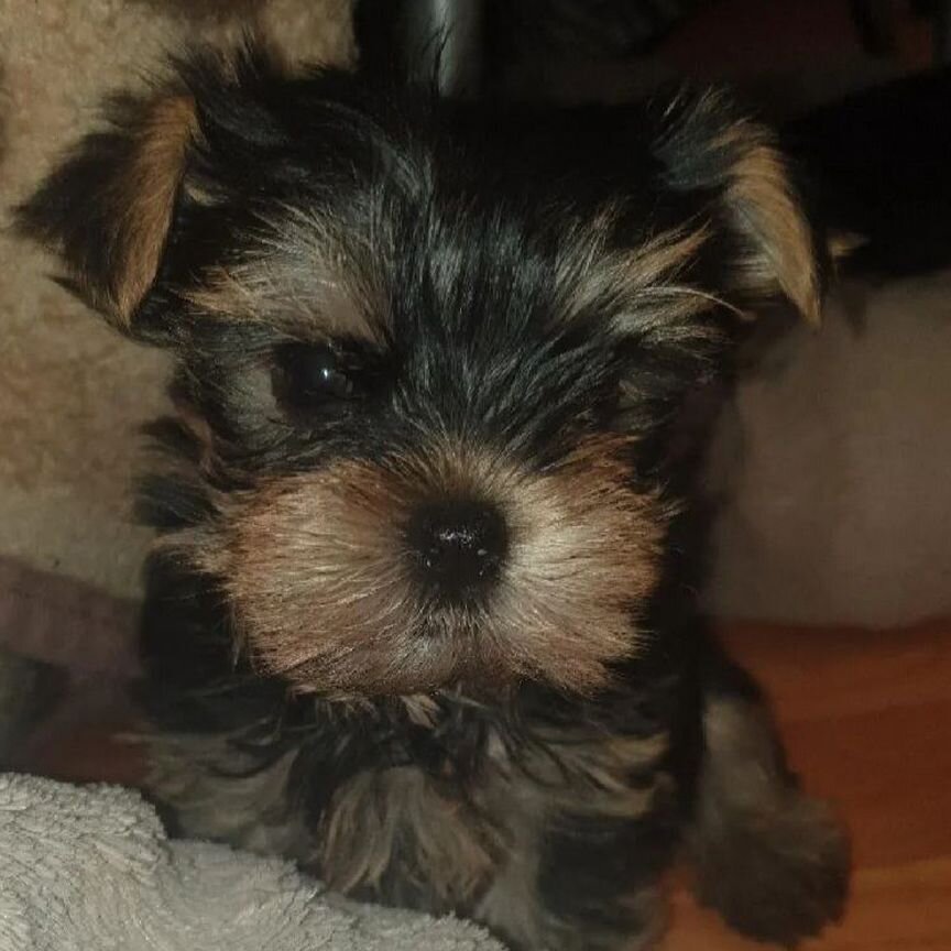 Йоркширский терьер, щенок