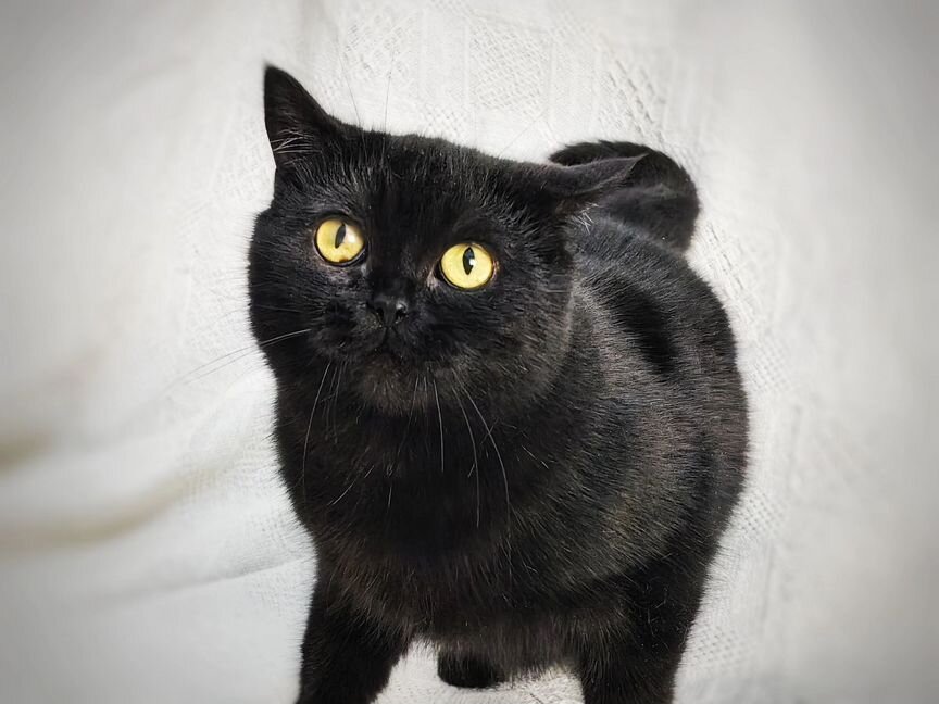 Черная кошечка Тень