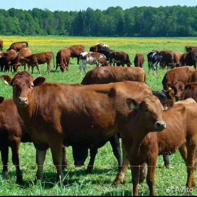 Коровы телки