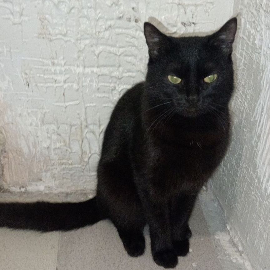 Бесплатно, в хорошие руки