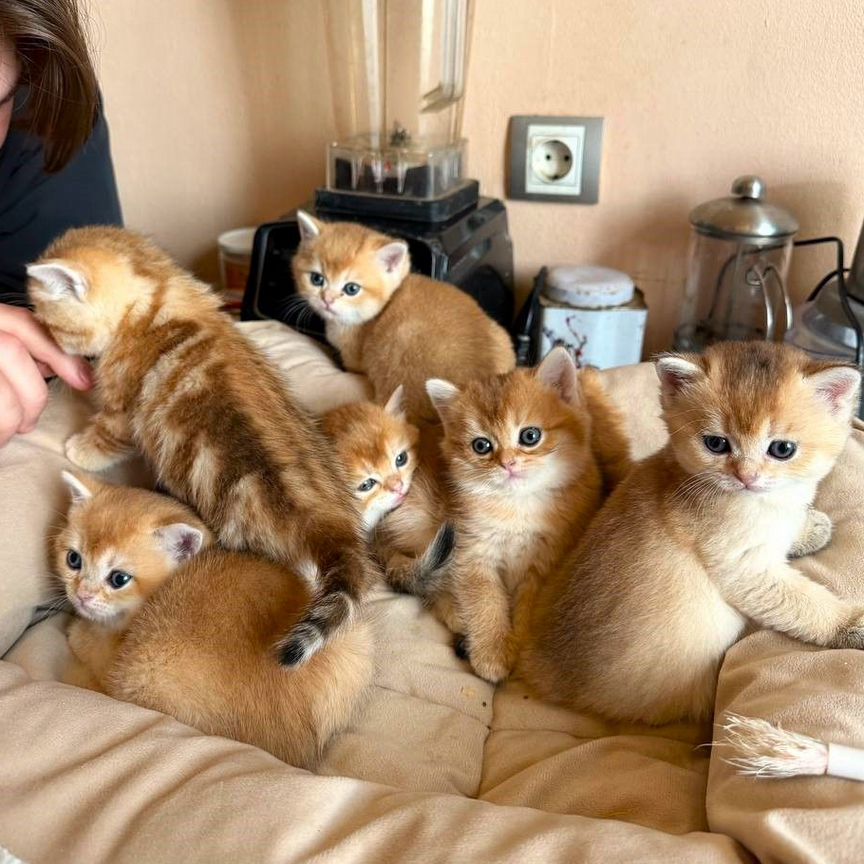 Британский короткошёрстный котёнок