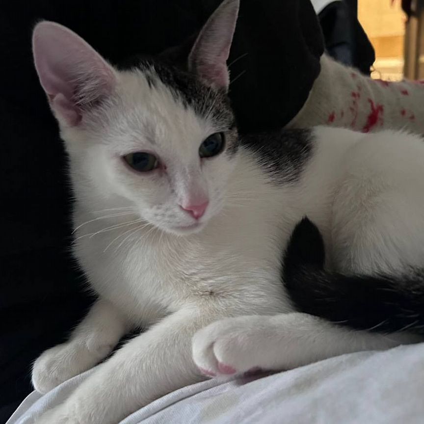 Котёнок в добрые руки