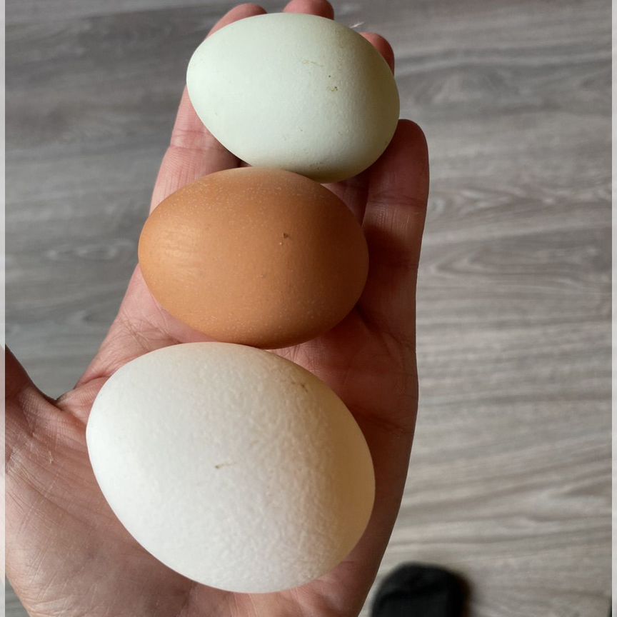 Яйца домашние куринные и перепелинные