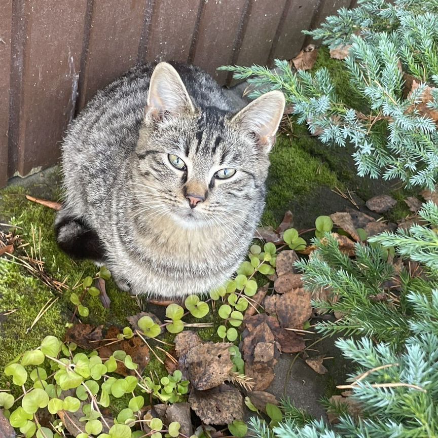 Кошки и котята