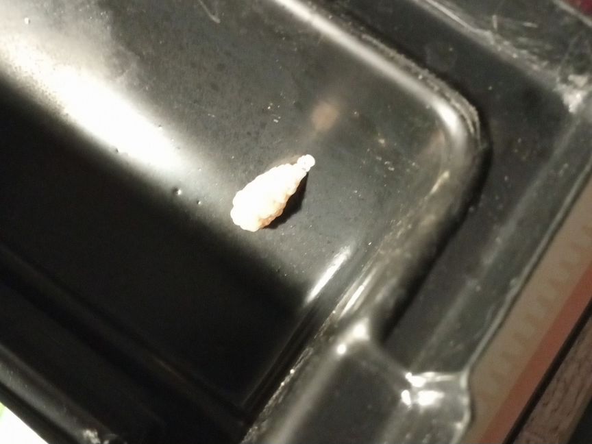 Водоросли, икра, улитки, ампулярии