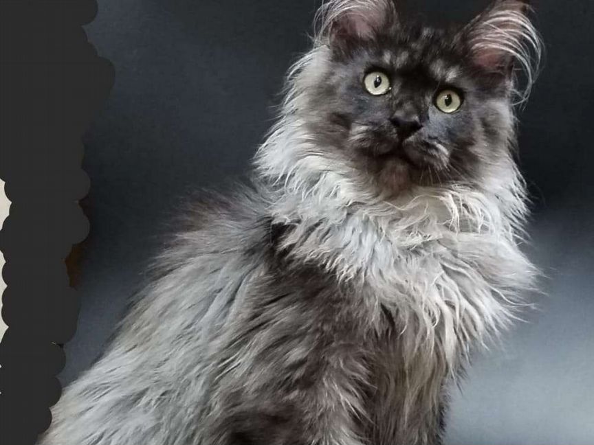 Котята мейн-кун