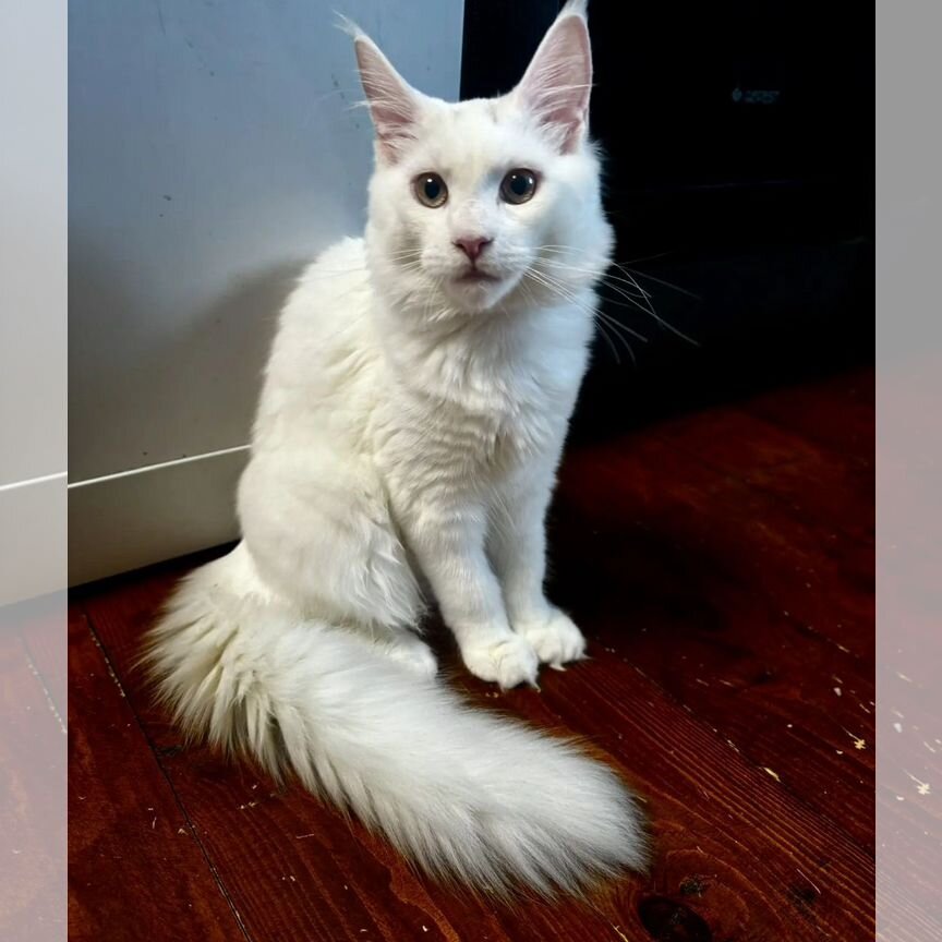 Мейн-кун котёнок