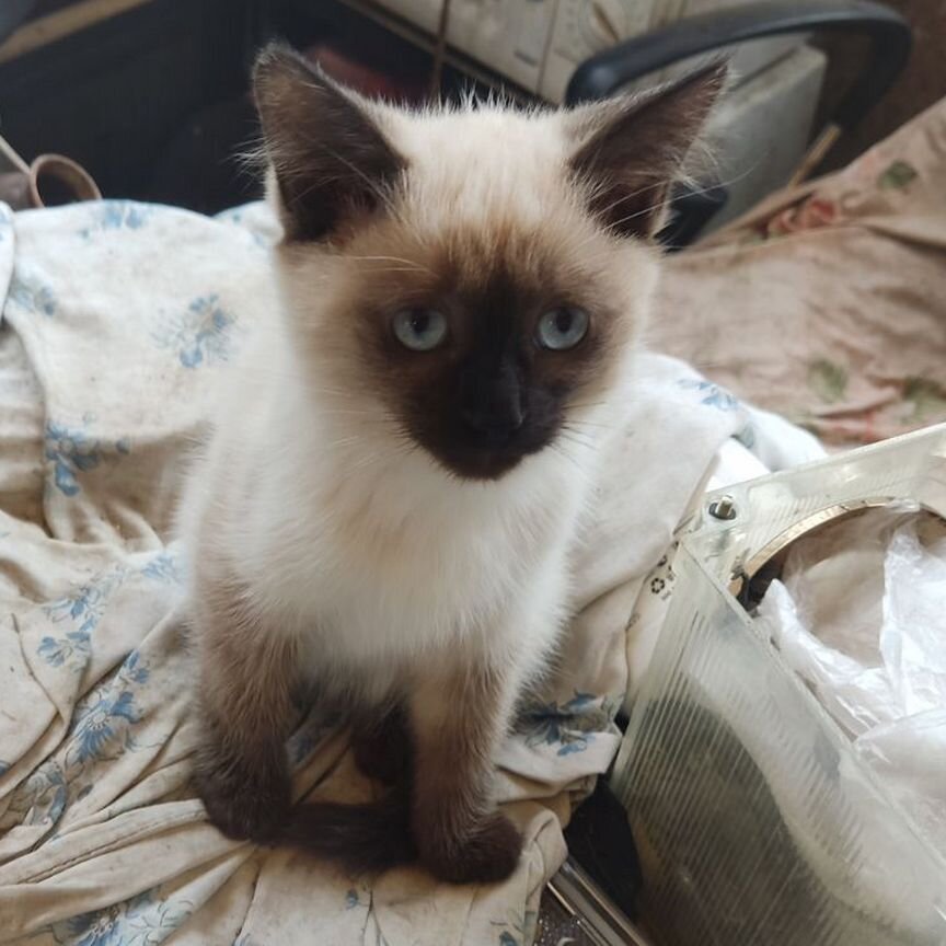 Сиамский котёнок