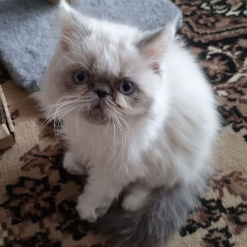 Персидская кошечка