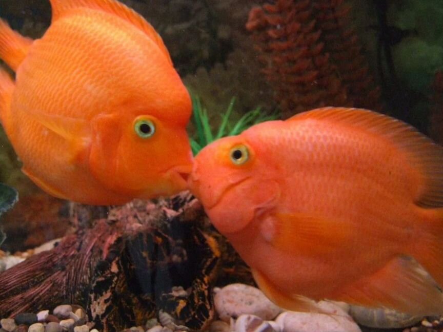 Цихлиды попугай красный