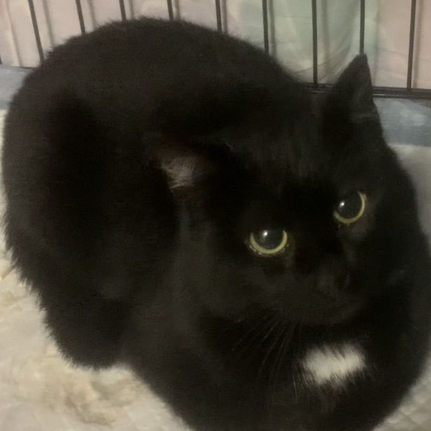 Взрослая кошка в добрые руки