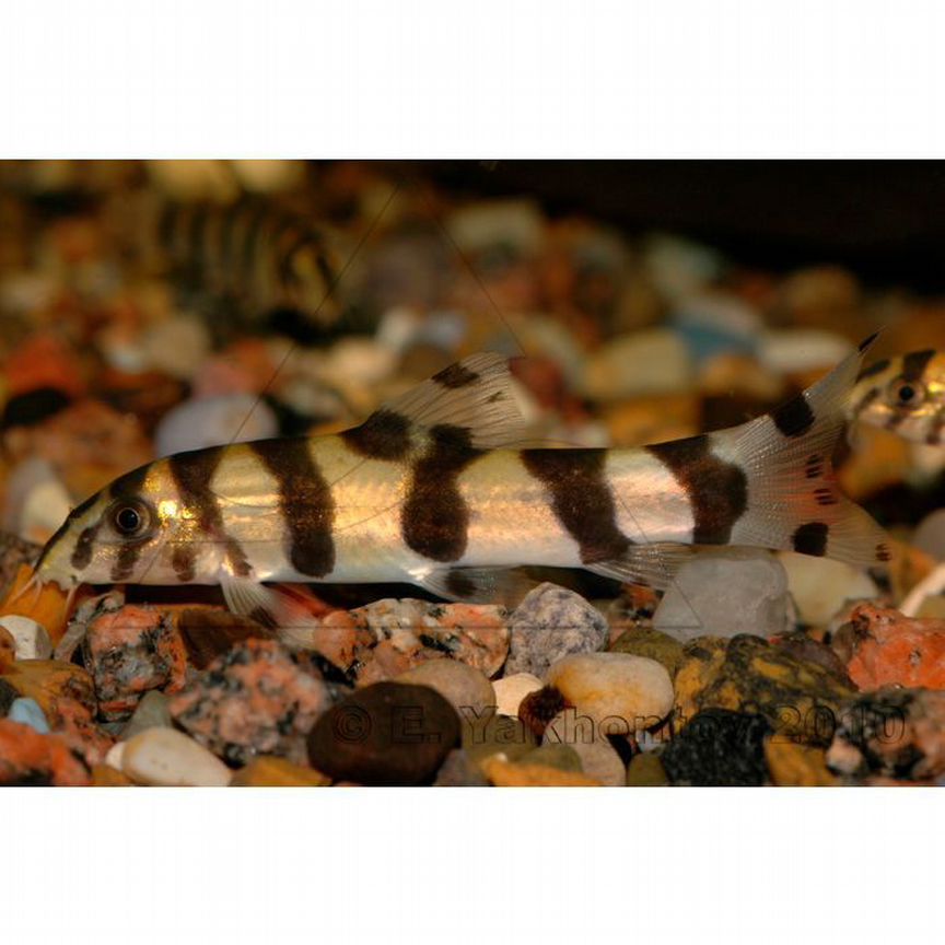 Боция Обмен