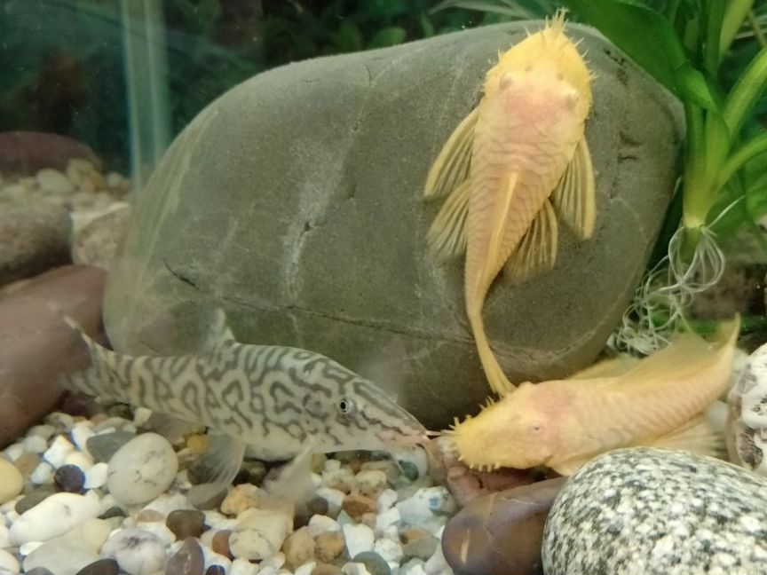 Боция мраморная