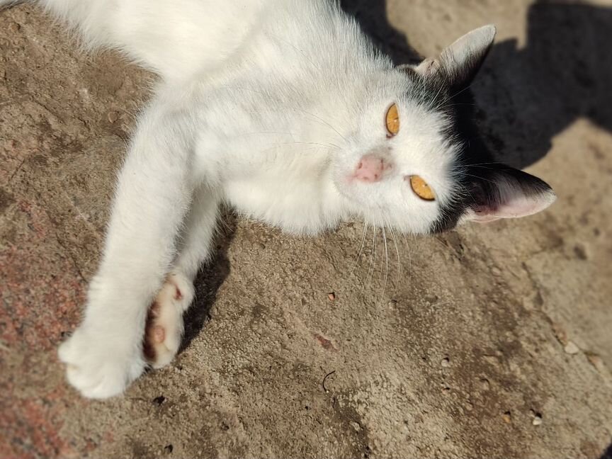 Котёнок