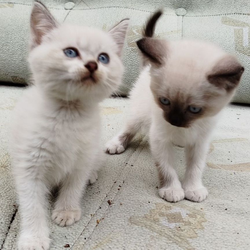 Котята