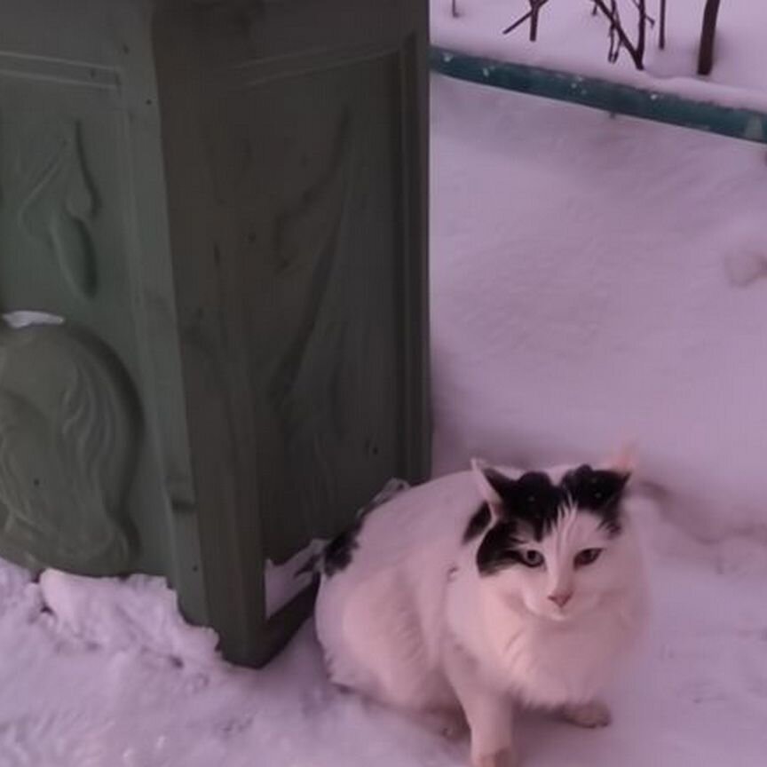 Взрослый кот в добрые руки